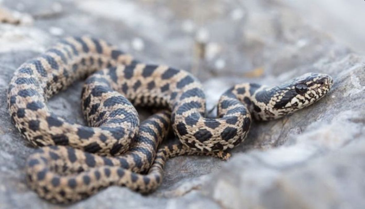 Šta učiniti, a šta nikako ne smijete uraditi ako vas ugrize zmija?