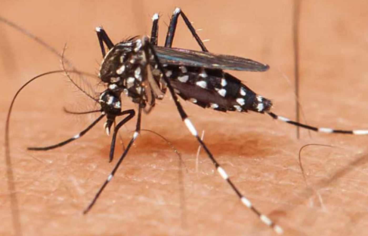 Kako se riješiti komaraca na prirodan način